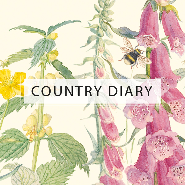 Calendars & Diaries – Portico Designs